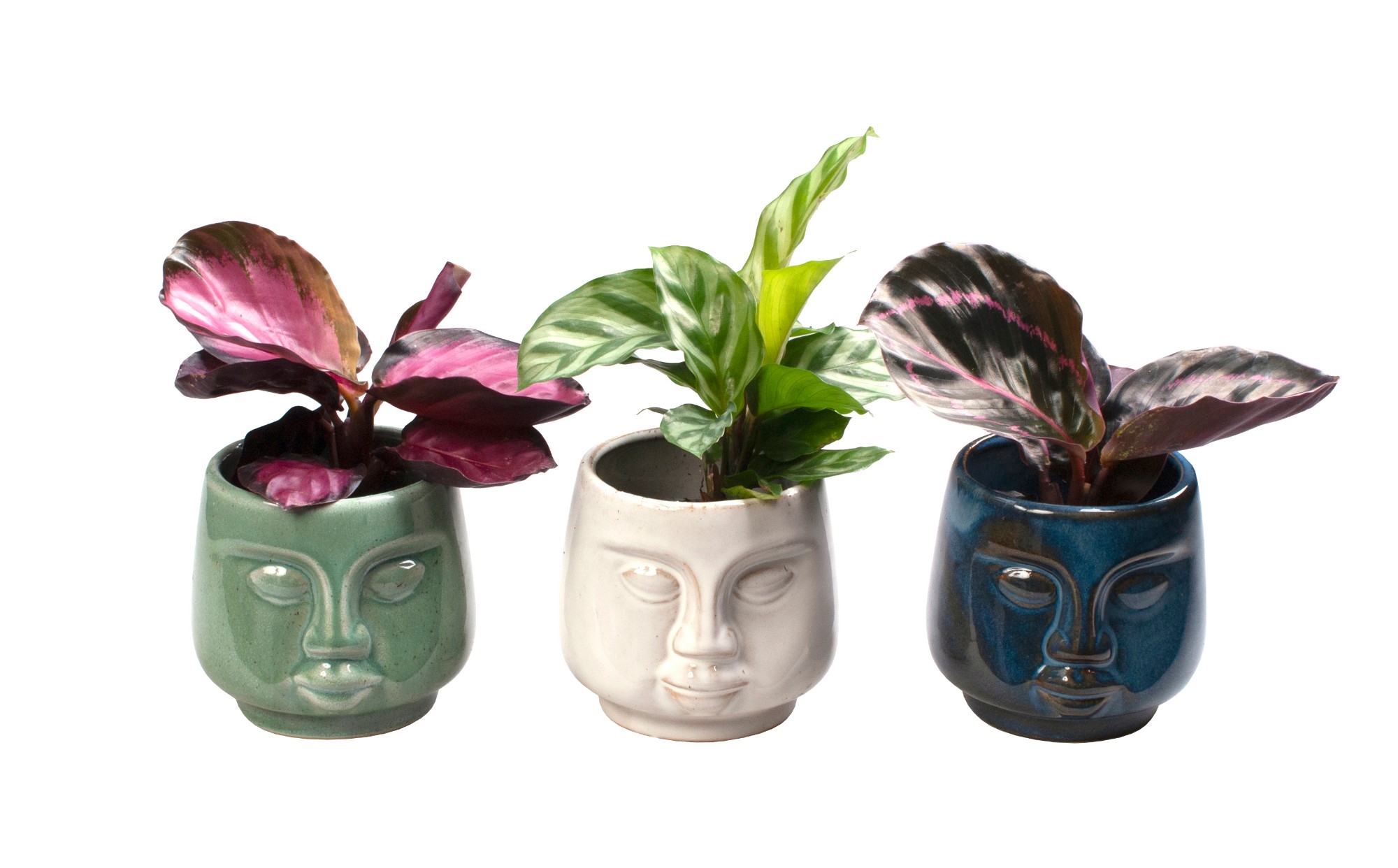 L 65577 with Calathea Mix (65577) - FloraXchange