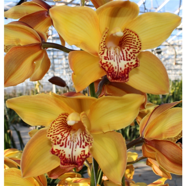 CYMB T ESTHER (55355-70443) - FloraXchange