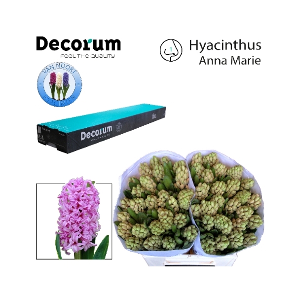 HYAC ANNA MARIE 10x25. (GM-18600) - FloraXchange