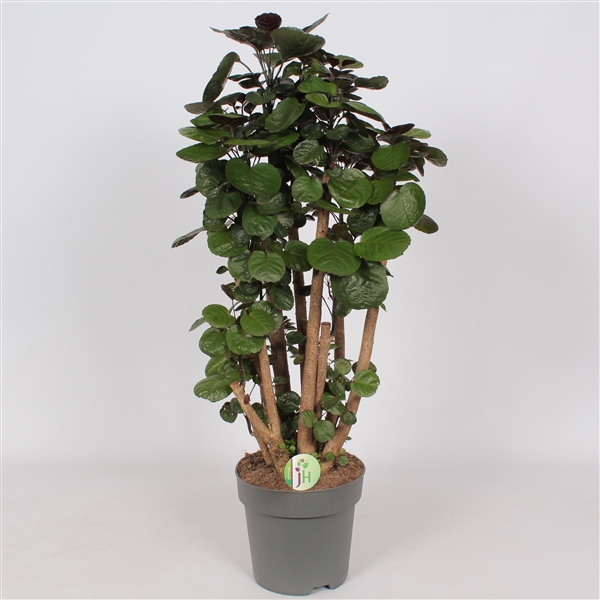 Polyscias 'Fabian' (10240) - FloraXchange