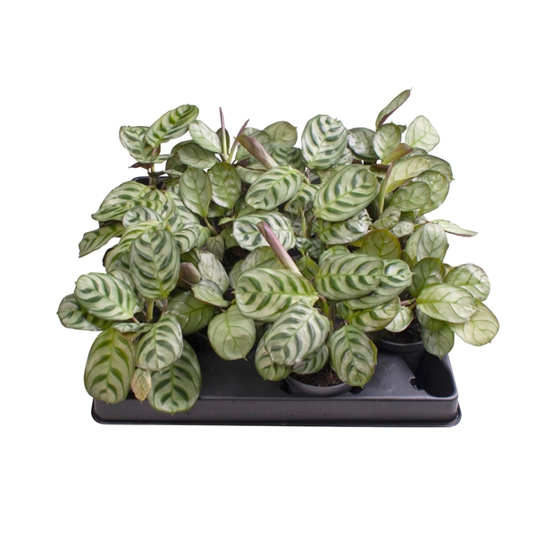 Calathea/Maranta Mix 6 cm (65359) - FloraXchange