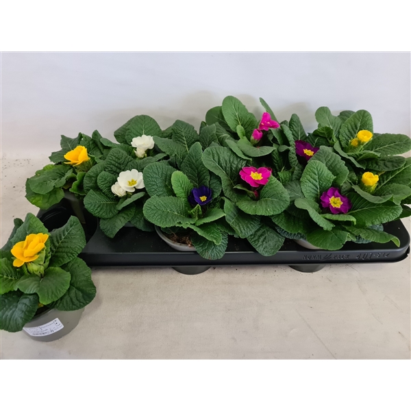 Primula acaulis 10.5 Gemengd (Primula 10.5) - FloraXchange