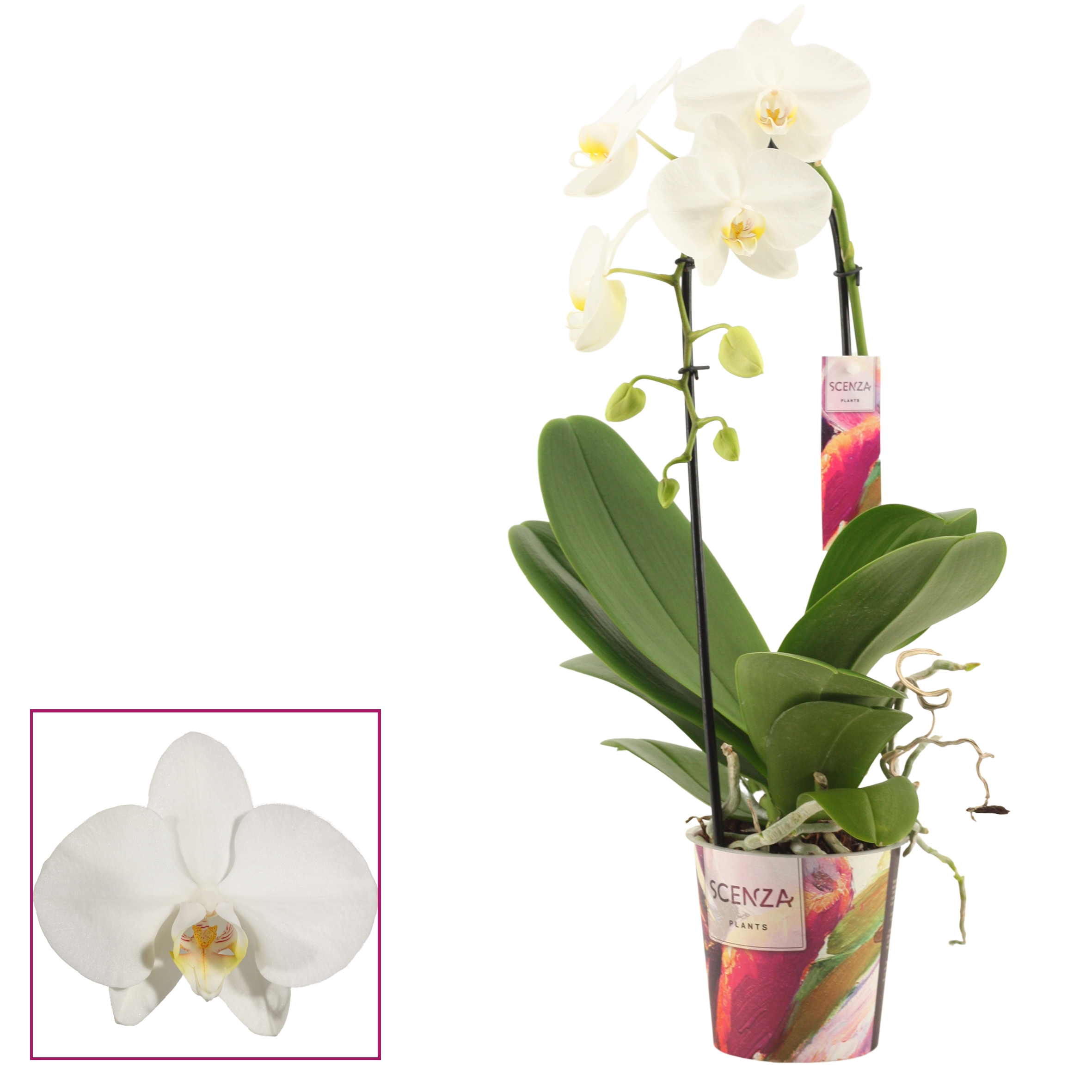 Phalaenopsis cascade 1 tak wit (Scenza) (PC1TWA) - FloraXchange