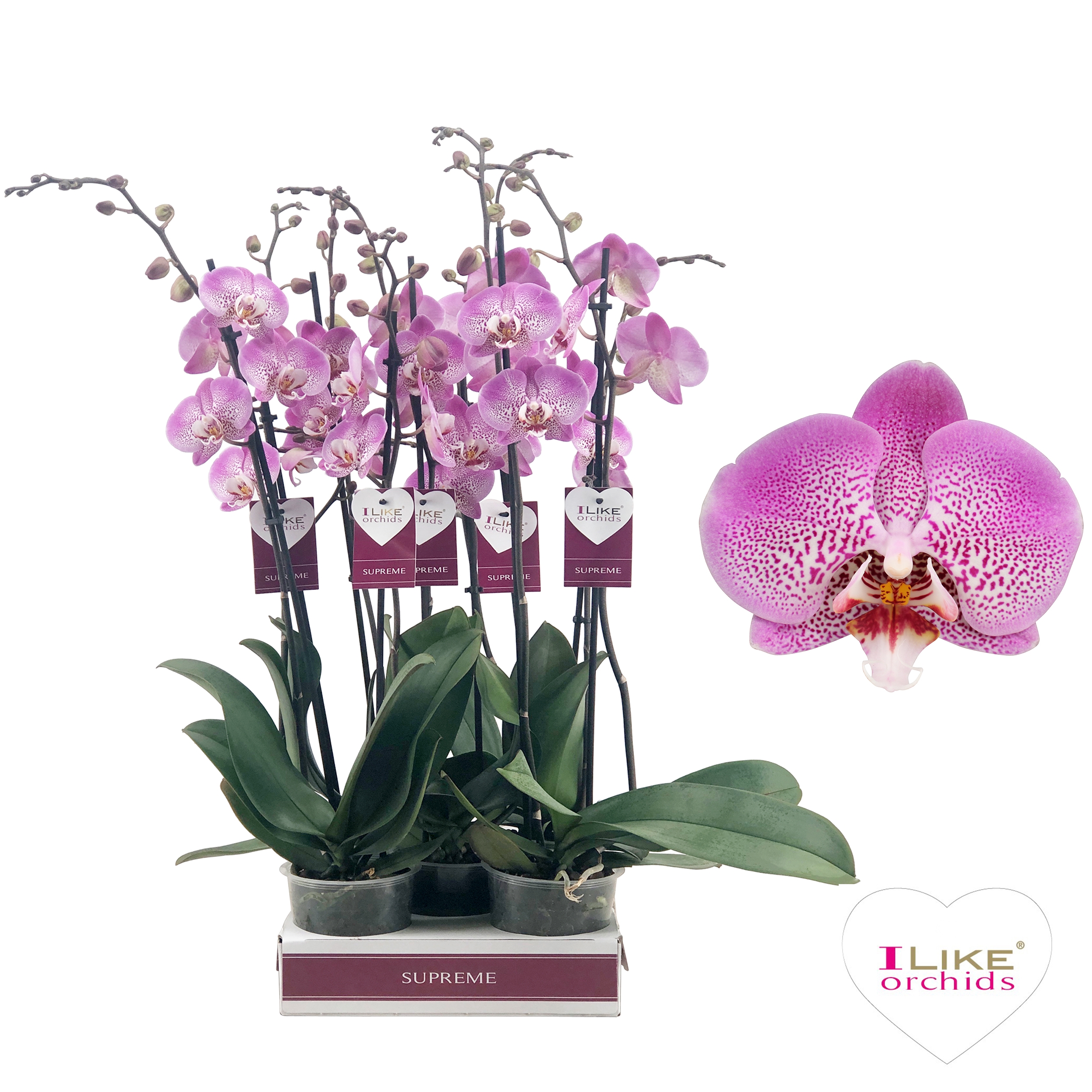Phalaenopsis Jillion - 2 tak 60cm (1000556255163) - FloraXchange