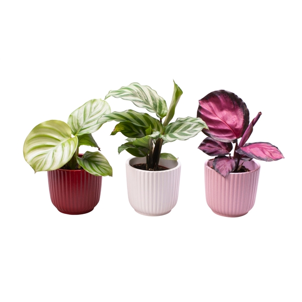 L 65596 with Calathea Mix (65596) - FloraXchange