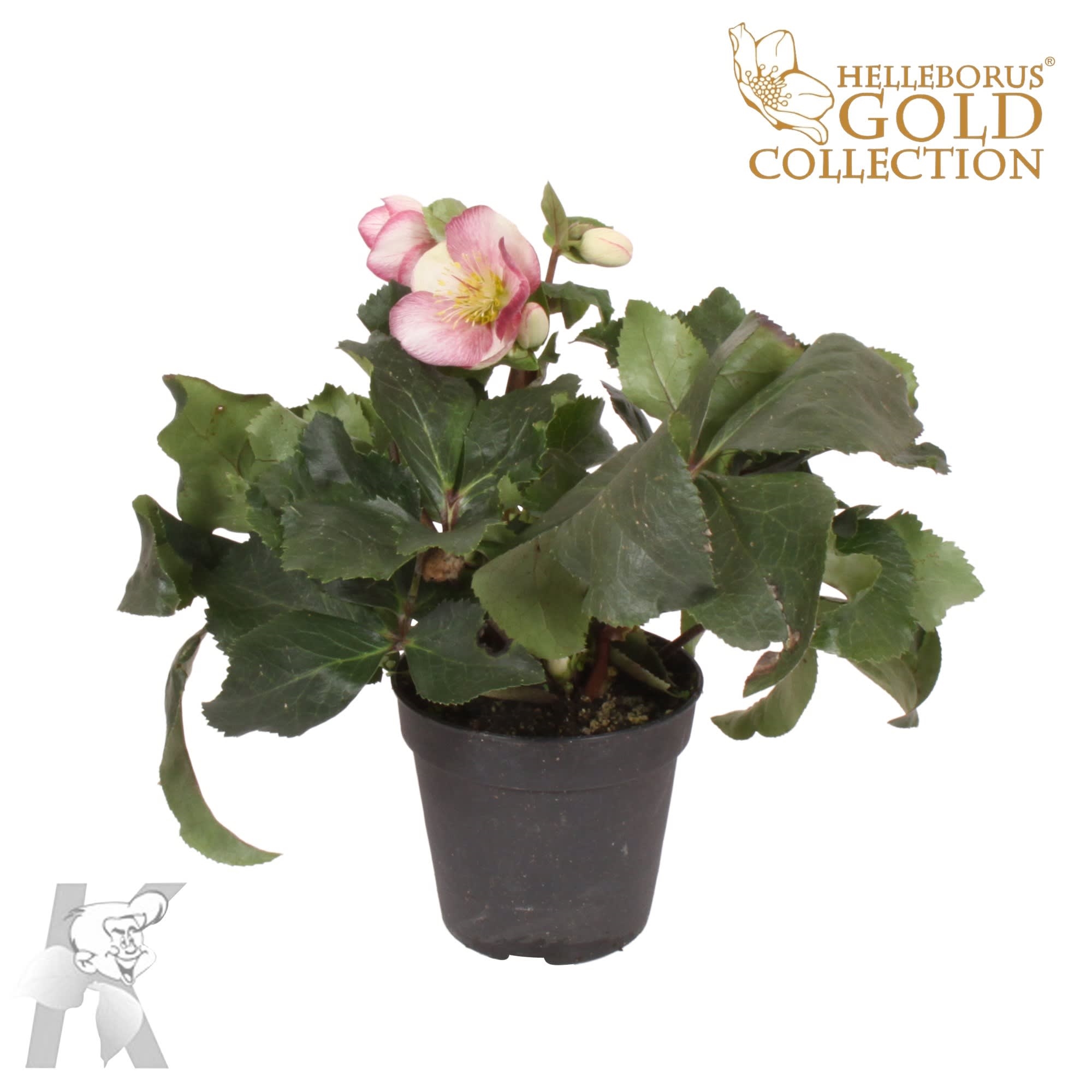 HGC Helleborus Ice N Roses Picotee (HEIREPI121500) - FloraXchange