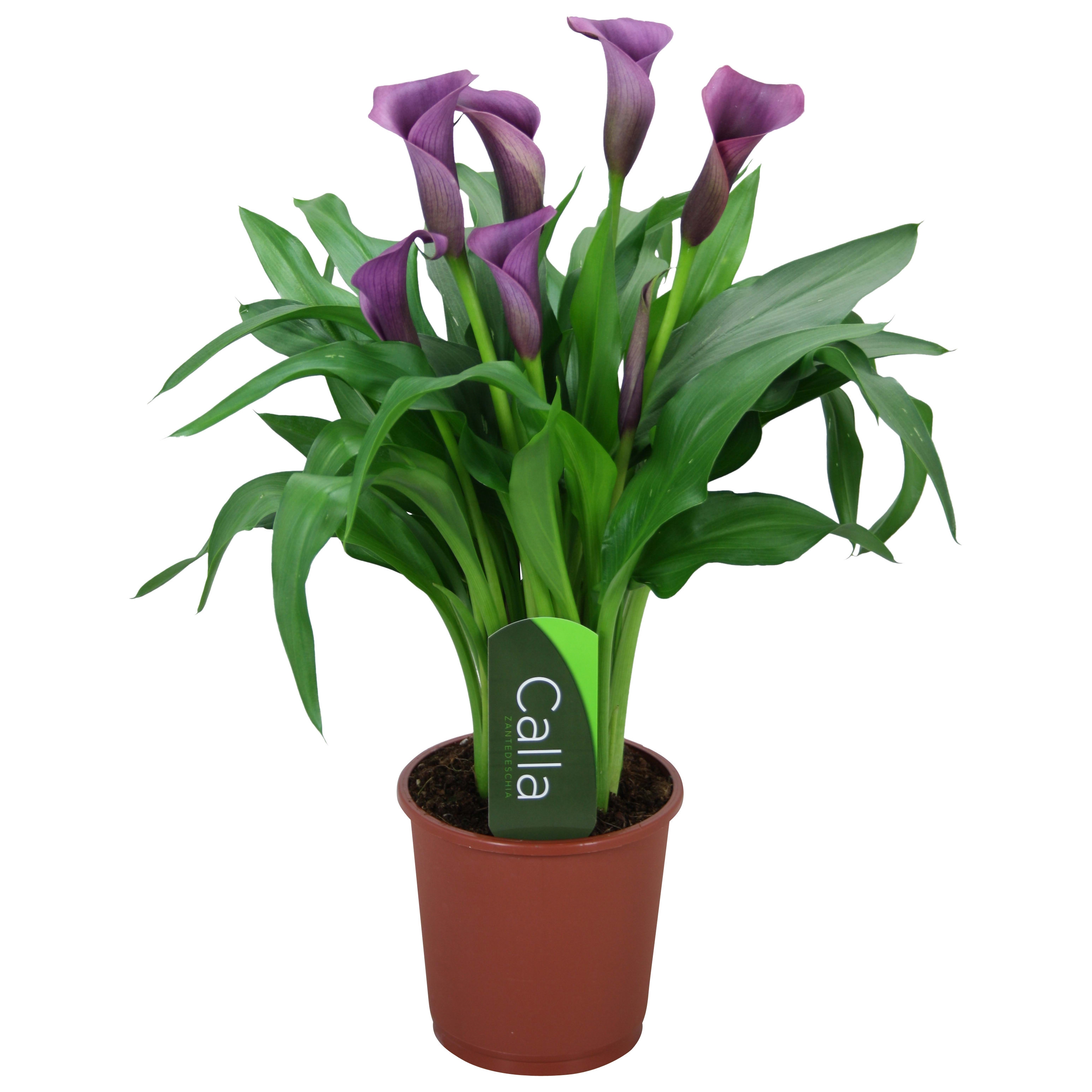 Zantedeschia Paco Calla paars met etiket (E03P) - FloraXchange