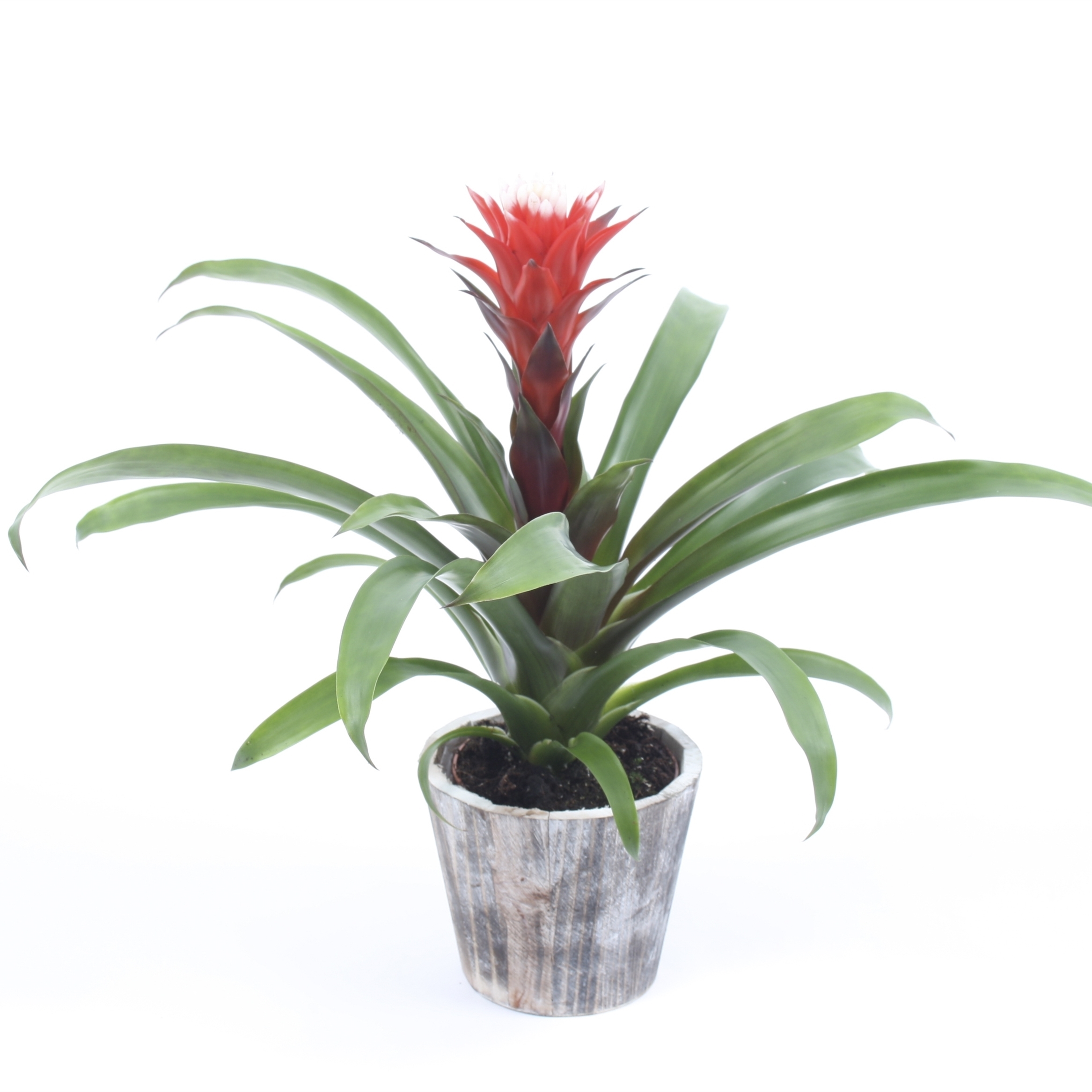 Guzmania Hope in Houten Pot (GuzHopeHoutPo) - FloraXchange