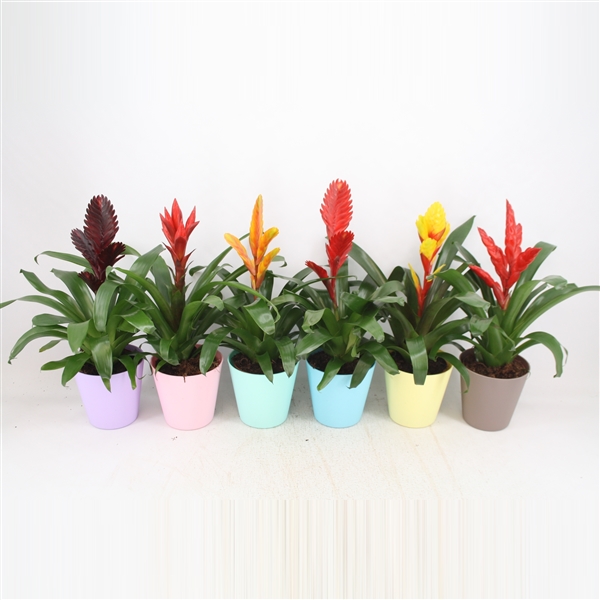 Vriesea mix Premium in kunststof sierpot (VrMixKuPo) - FloraXchange