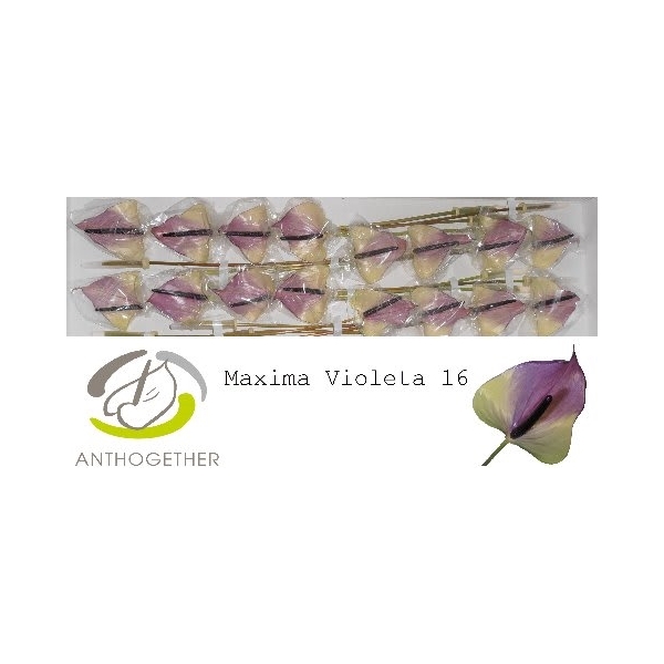 ANTH A MAX VIOLETA 16. (GM-3145) - FloraXchange