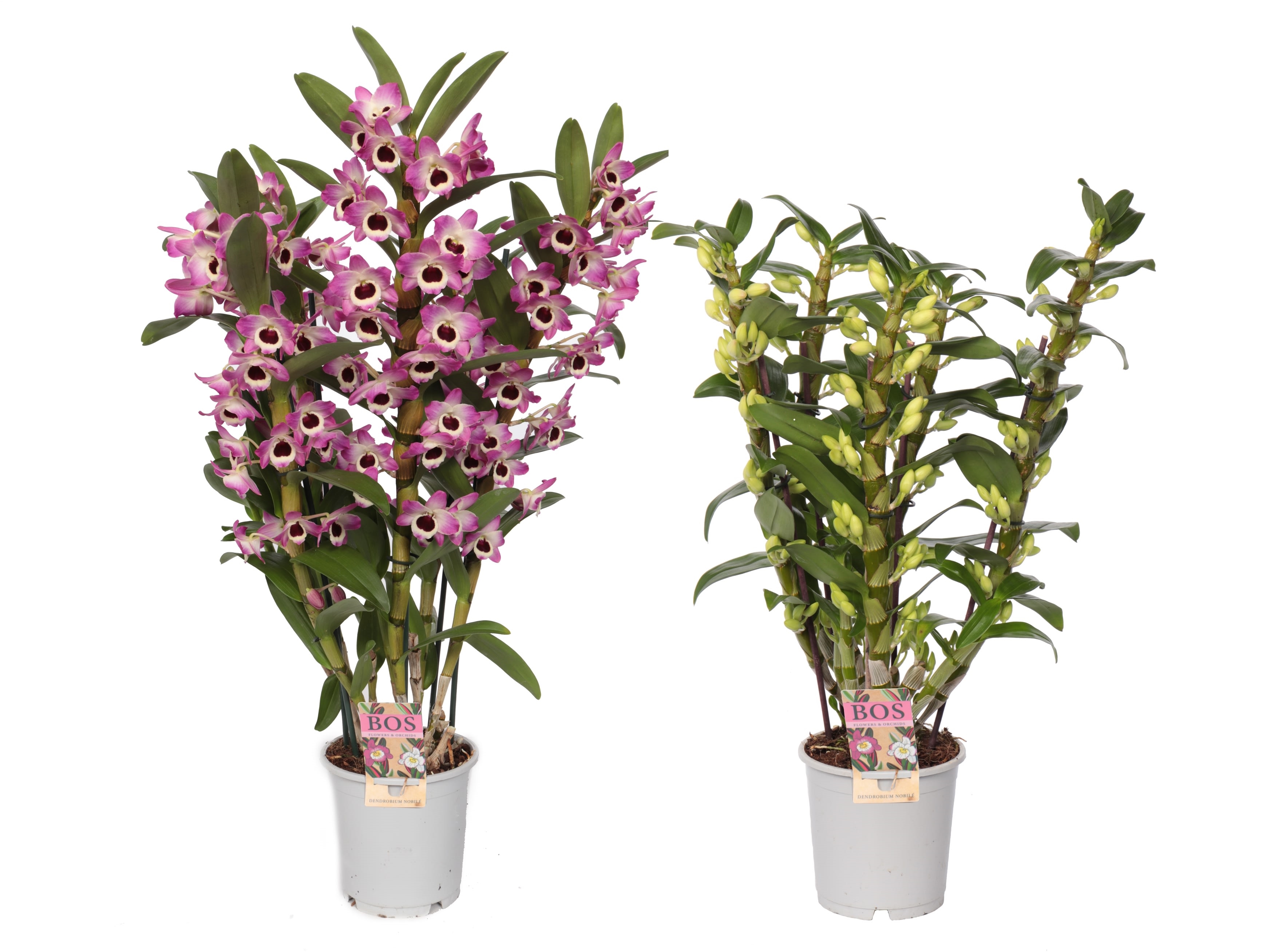 Dendrobium Nobile, Classic Mix 4-5 tak p15 (124mix4-5tp15) - FloraXchange