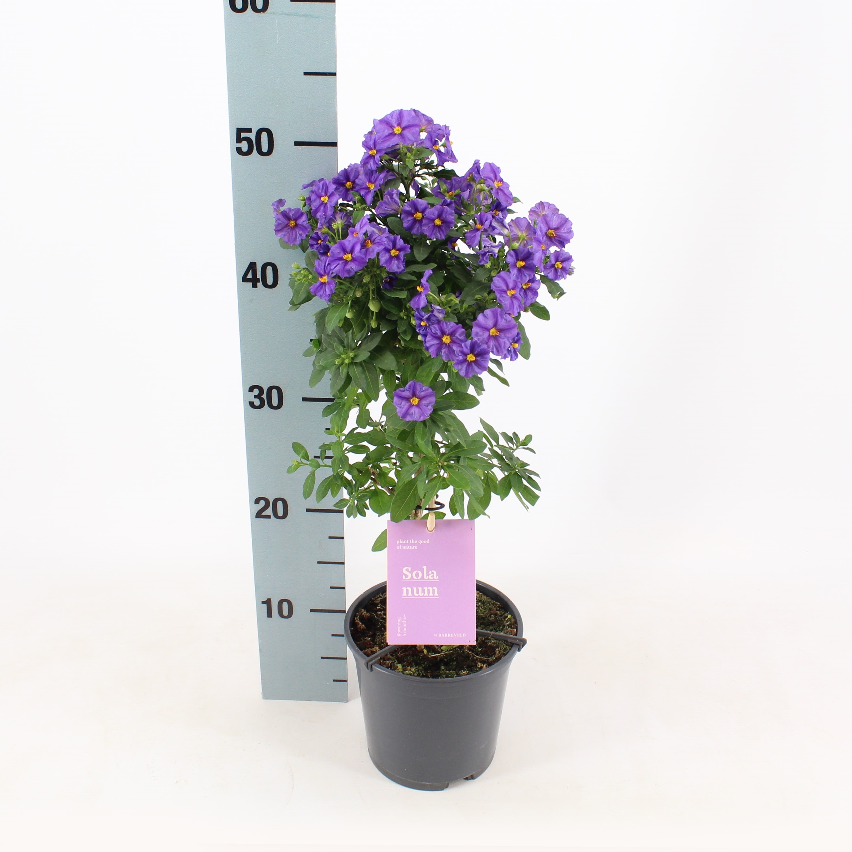 Solanum Rantonnetii stam (BAR0214144) - FloraXchange