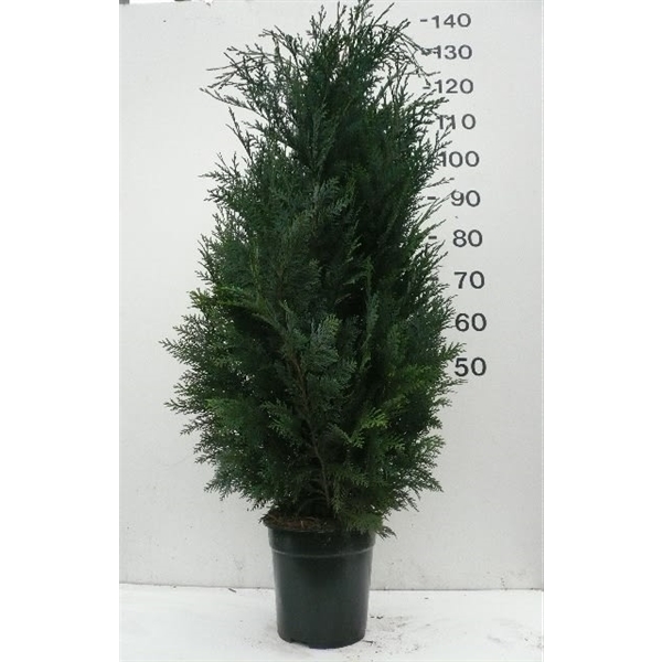 Chamaecyparis lawsoniana 'Columnaris' plantmaat 100-120 (CLC100-120) - FloraXchange