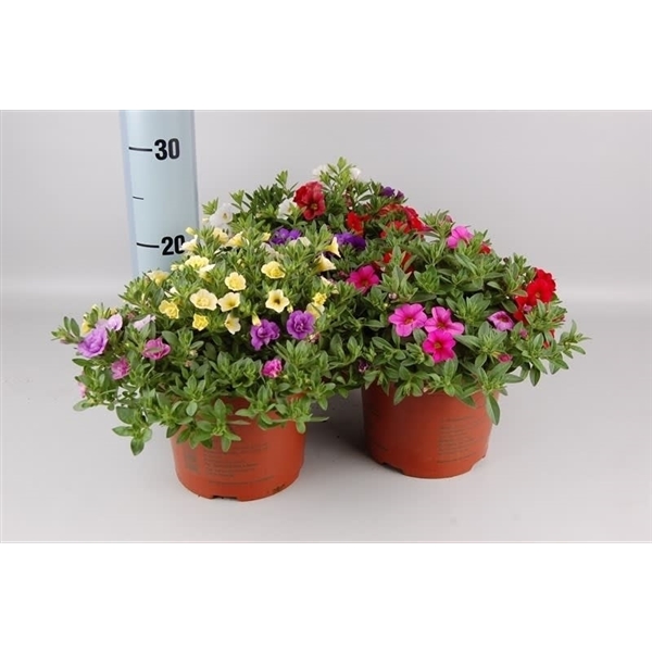 Calibrachoa Trixi Pastel (4011261183766) - FloraXchange