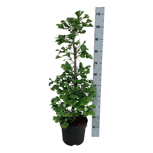Ginkgo bil. 'Select Compact' (2000000225142) - FloraXchange
