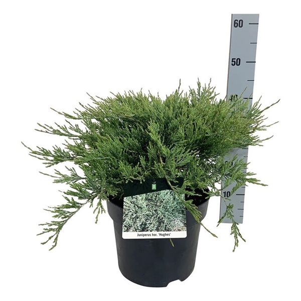 Juniperus hor. 'Hughes' (2000000232676) - FloraXchange