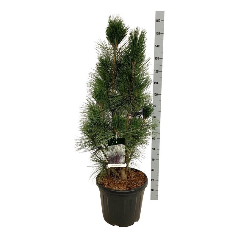 Pinus nigra 'Pyramidalis' (2000000144160) - FloraXchange