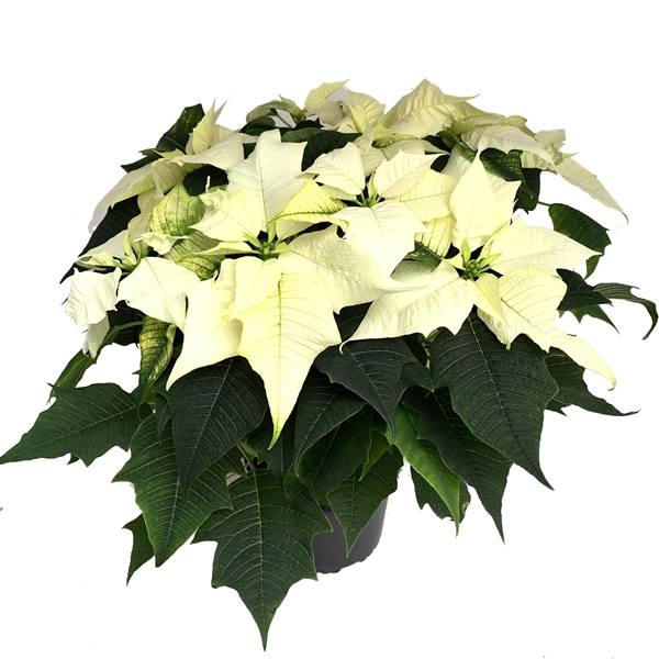 PO9117ALA Euphorbia Poinsettia Alaska white (PO9117ALA) - FloraXchange