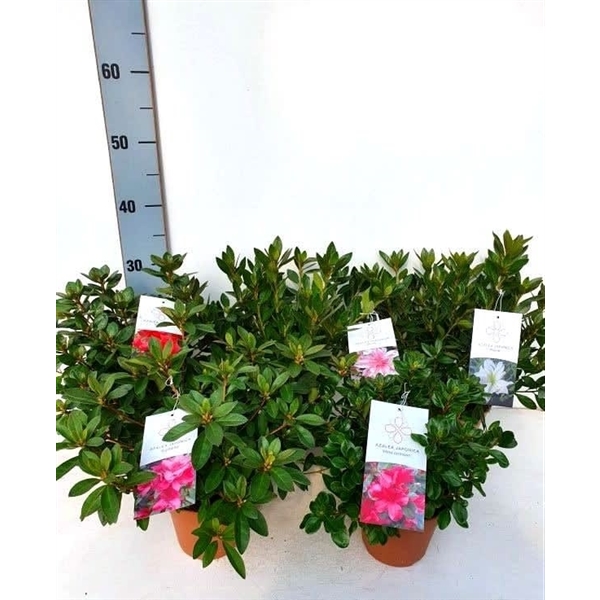 Rhododendron (Azalea japonica) MIX - in 5 kleuren (rh(AJ)MIX p13 ...