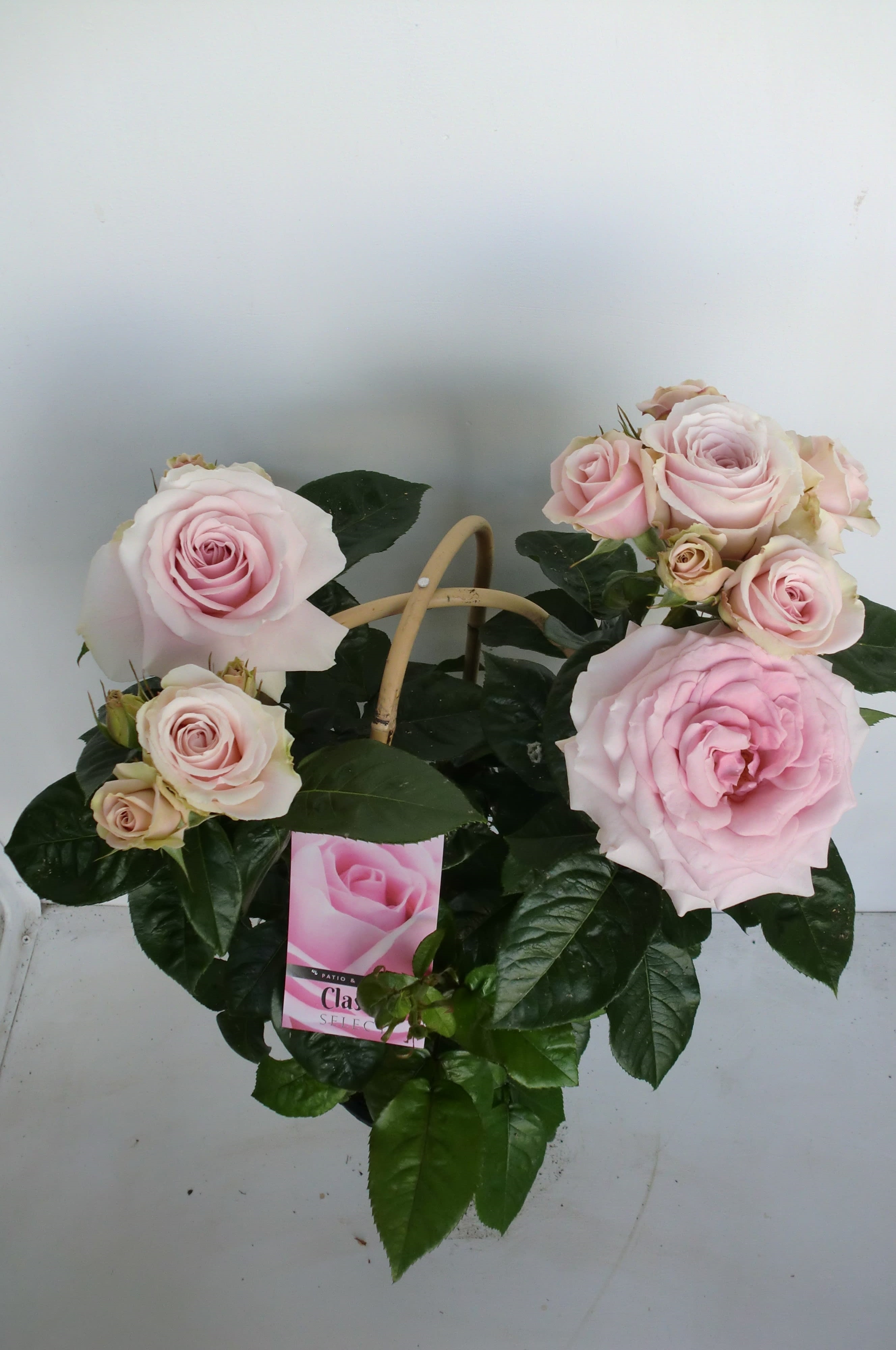 Rosa classic select p22 (214) - FloraXchange