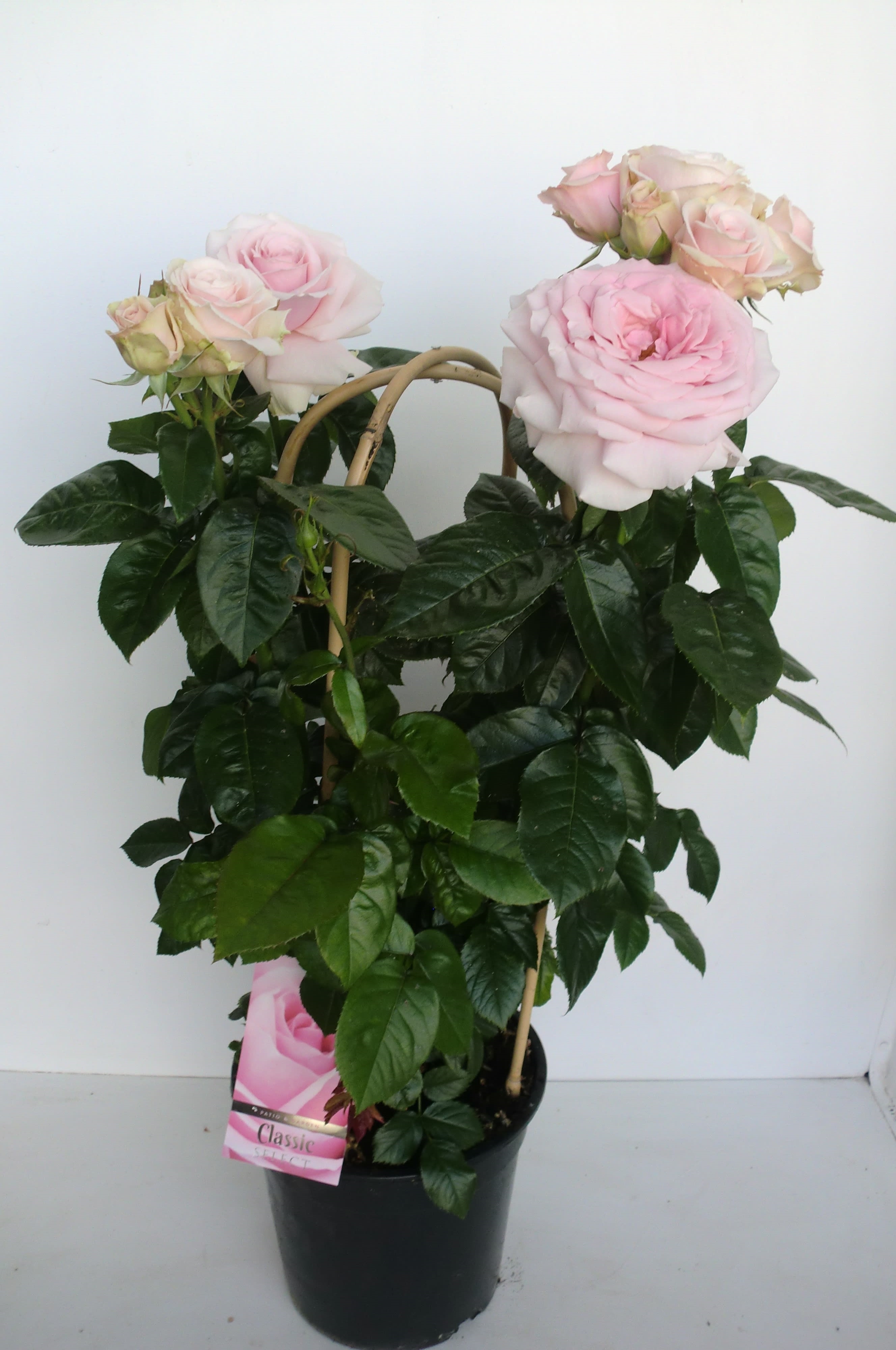 Rosa classic select p22 (214) - FloraXchange