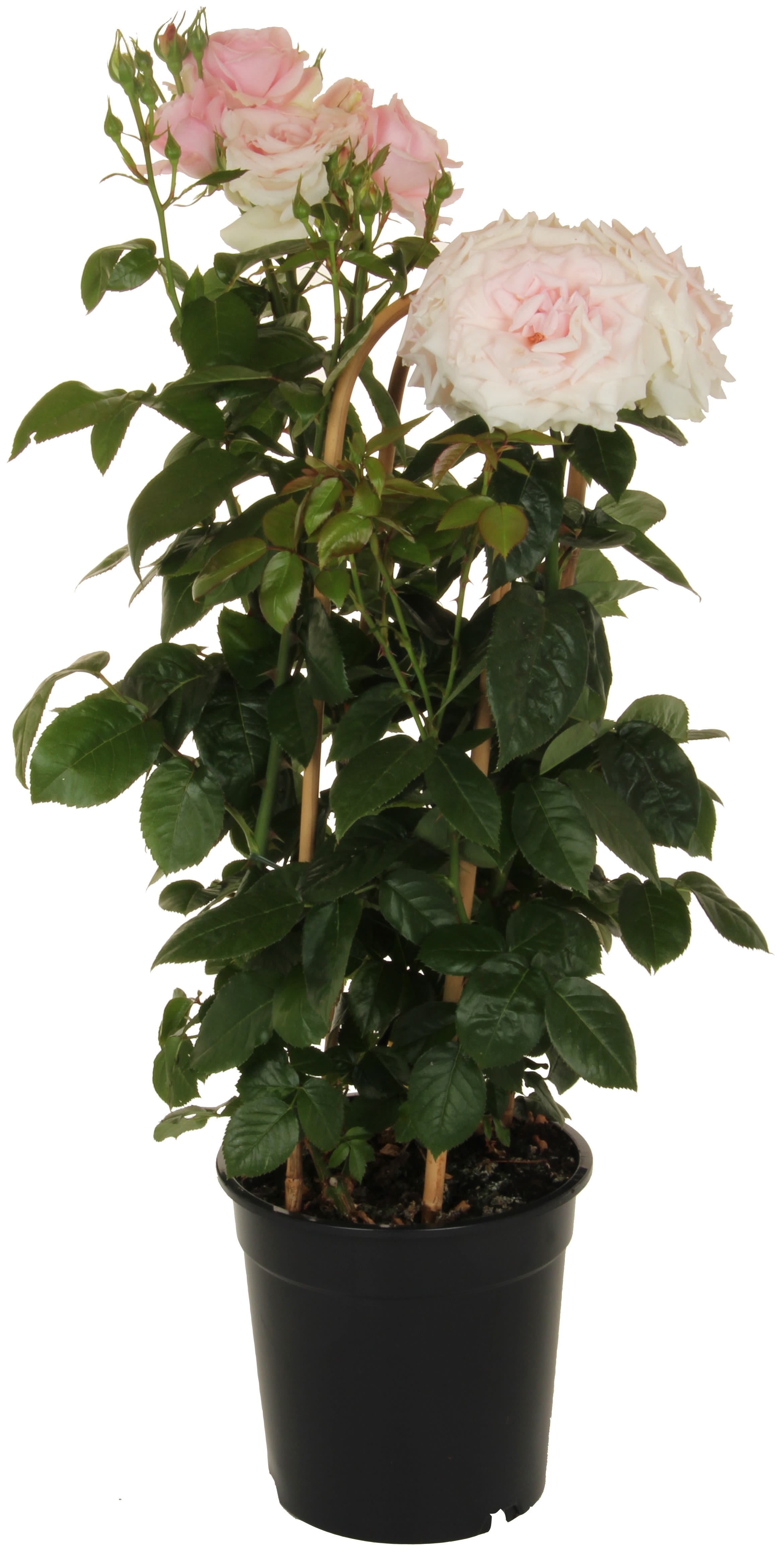 Rosa classic select p22 (214) - FloraXchange