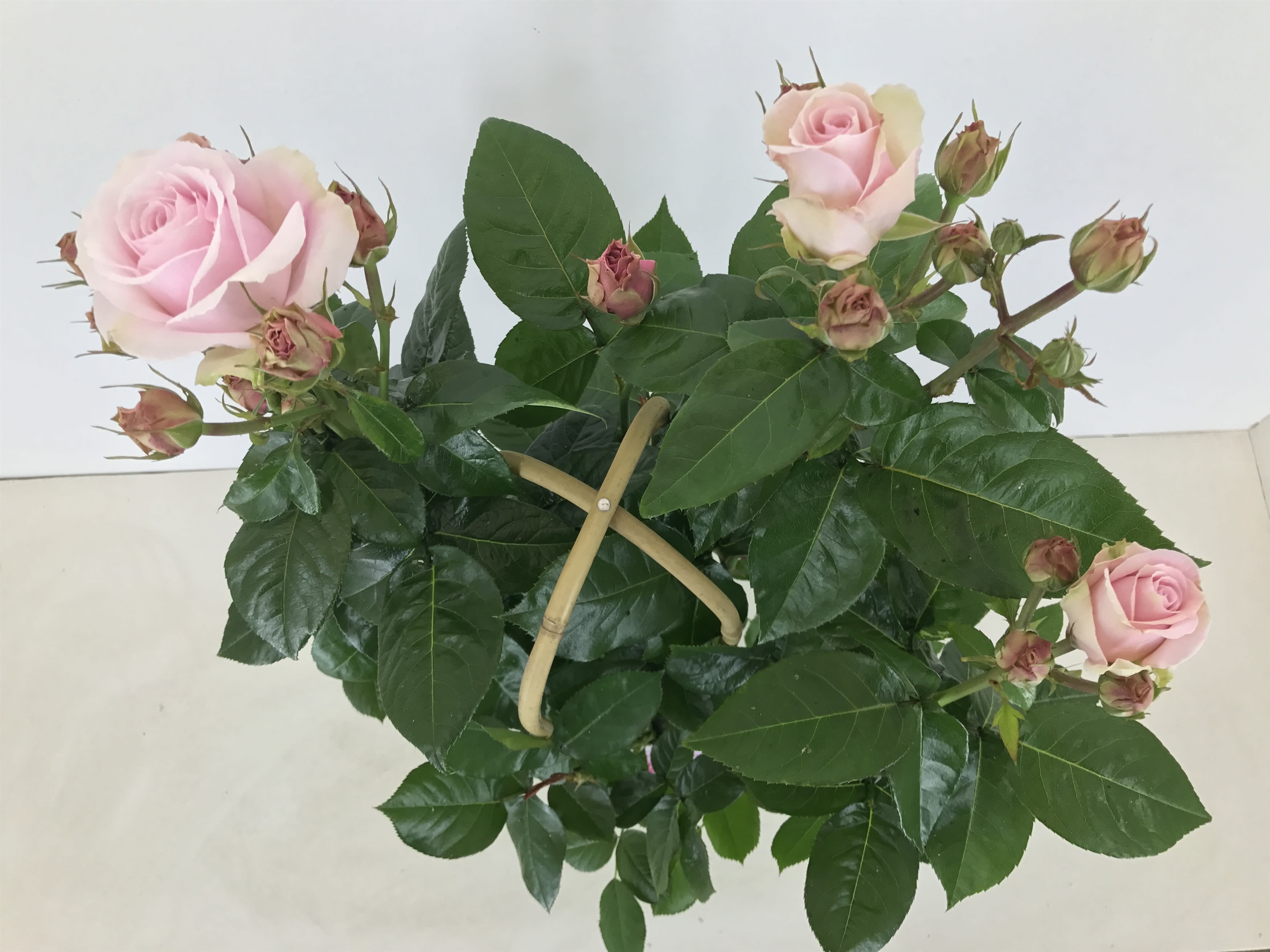 Rosa classic select p22 (214) - FloraXchange