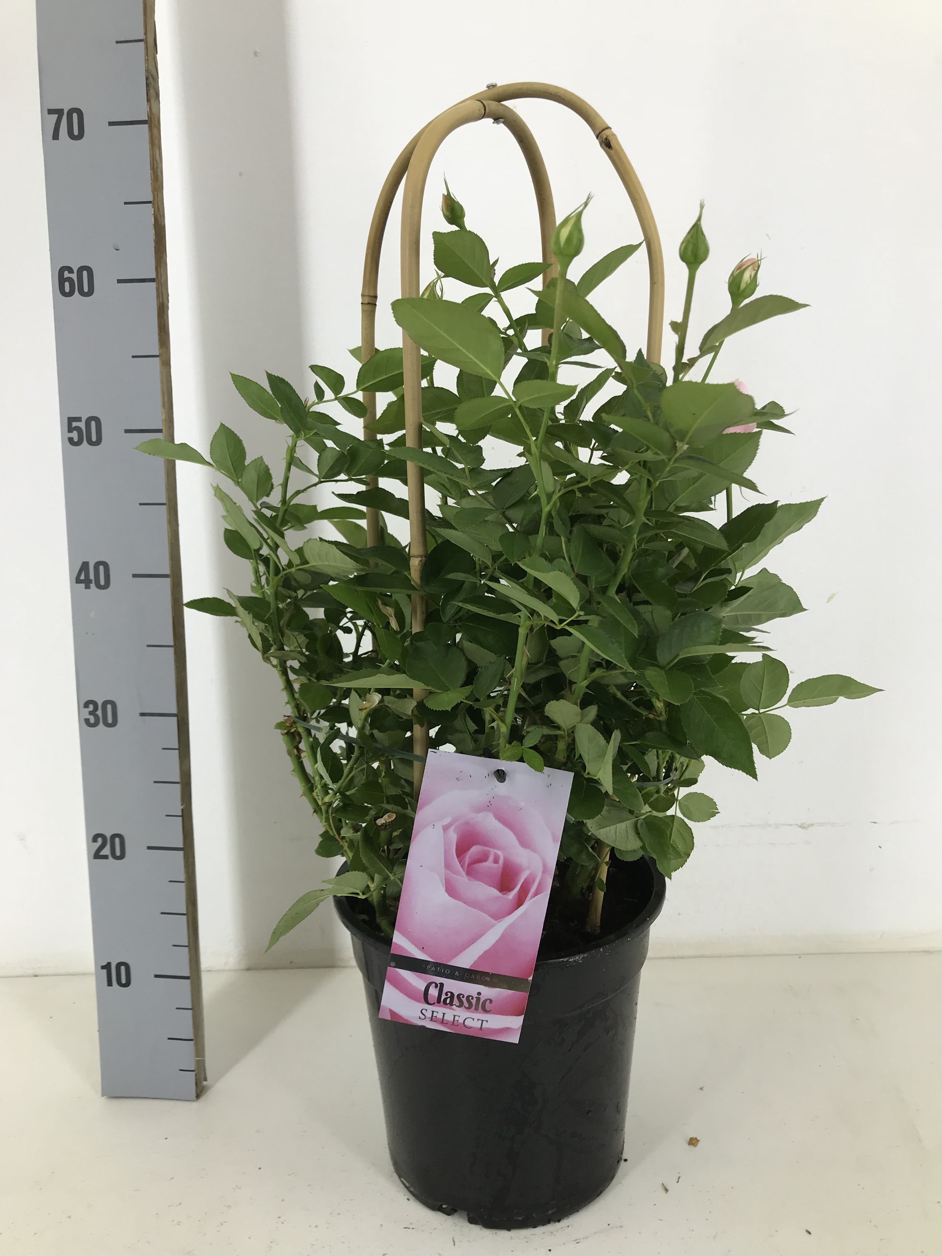 Rosa classic select p22 (214) - FloraXchange