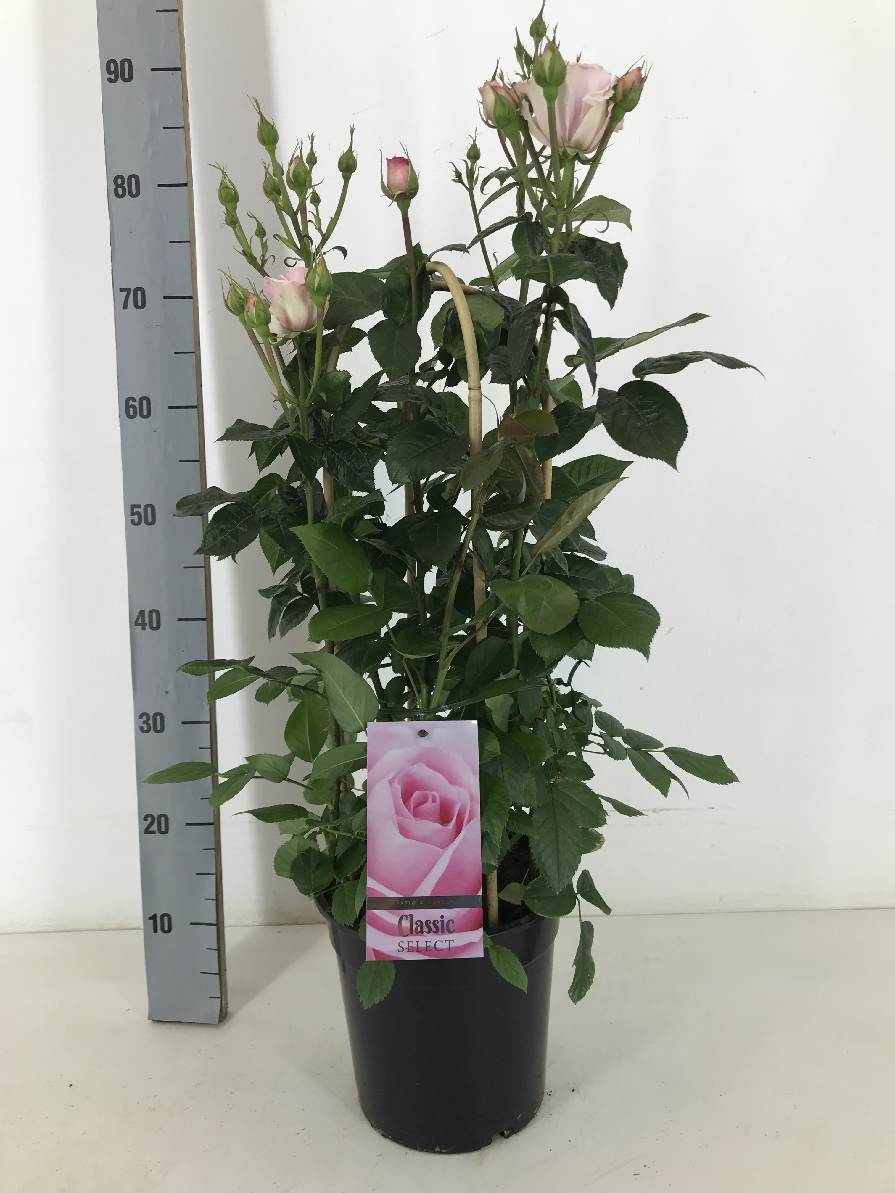 Rosa classic select p22 (214) - FloraXchange