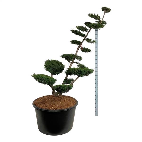 Taxus media 'Brownii' (2000000242286) - FloraXchange