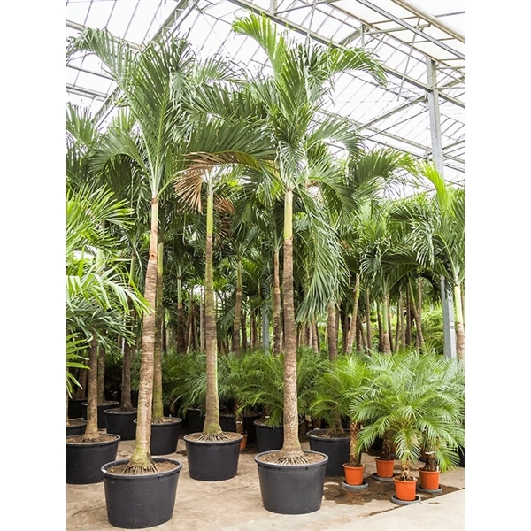 Veitchia (adonidia) merrillii (4VEMERS85) - FloraXchange