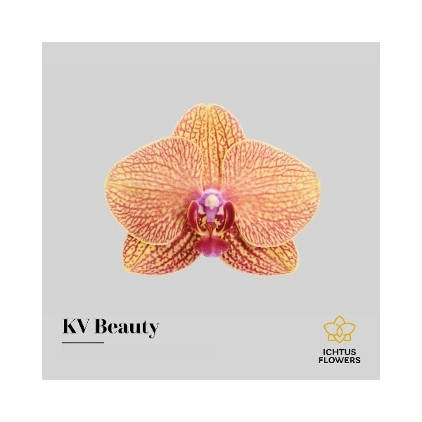 PHAL KV BEAUTY BLOEM 100 bloemen (GM-17900) - FloraXchange