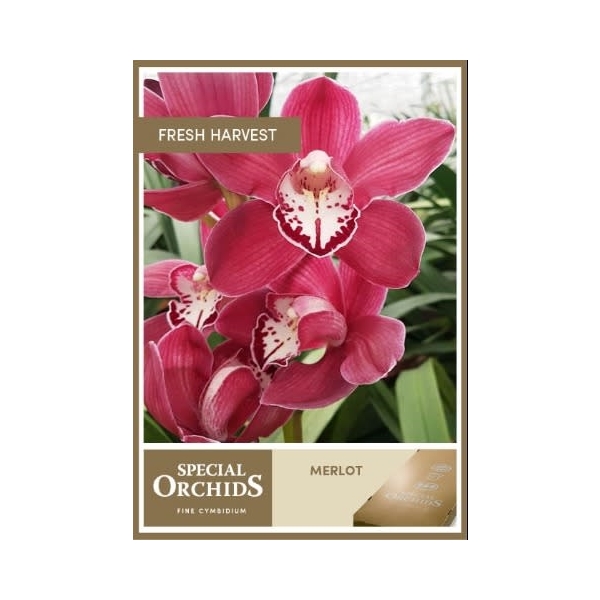 CYMB T MERLOT . (GM-5244) - FloraXchange