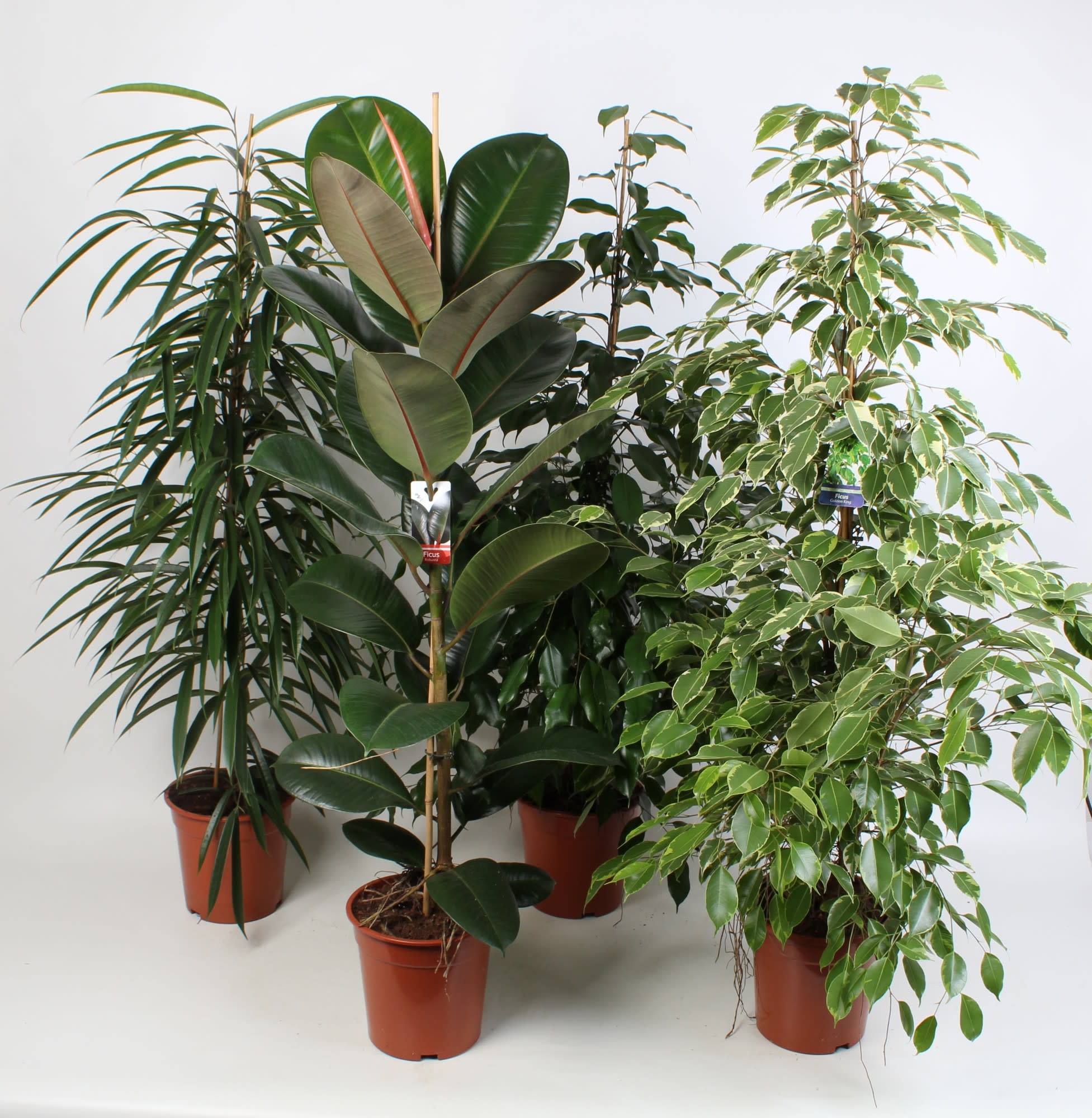 Ficus mix 21 cm (30) - FloraXchange