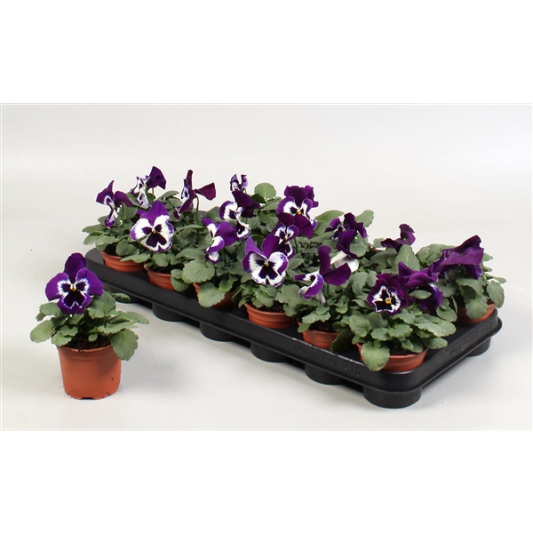 Viola x wittrockiana Alpha F1 Red Wing (vio9fl119) - FloraXchange