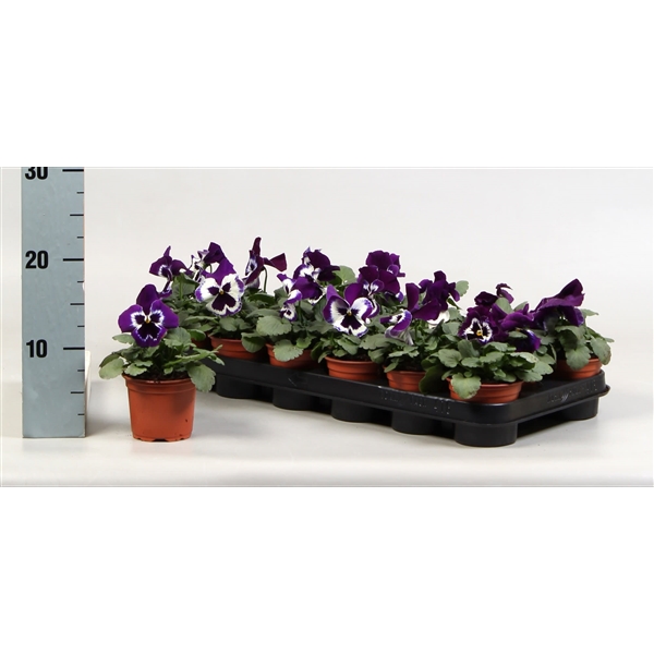 Viola x wittrockiana Alpha F1 Red Wing (vio9fl119) - FloraXchange