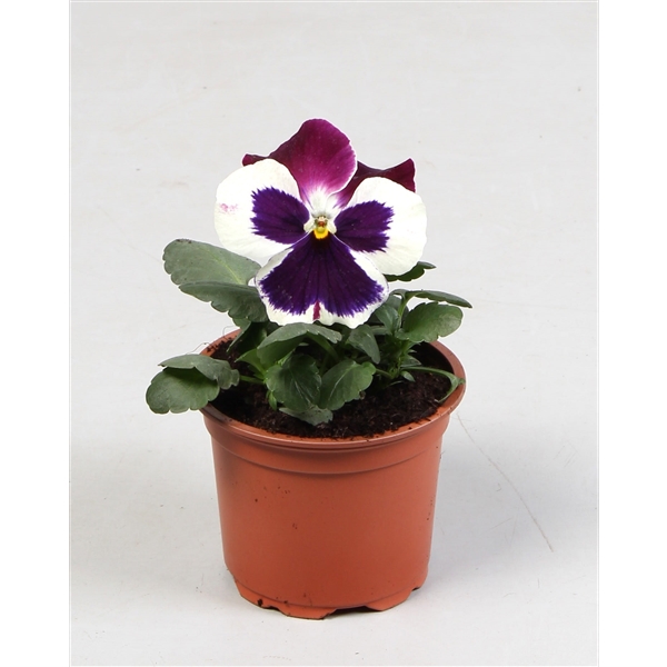 Viola x wittrockiana Alpha F1 Red Wing (vio9fl119) - FloraXchange