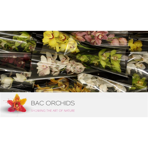 CYMB T GEM (55468-70670) - FloraXchange