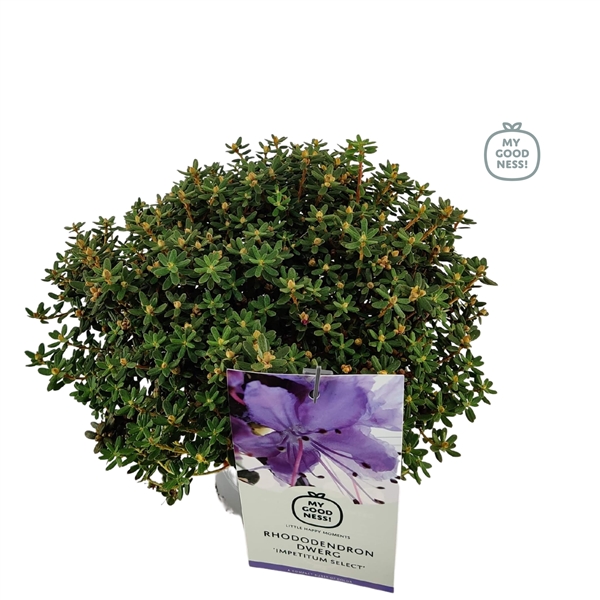 Rhododendron 30-40 /c2 liter 'Imp. Select' dwerg (RH2IS) - FloraXchange