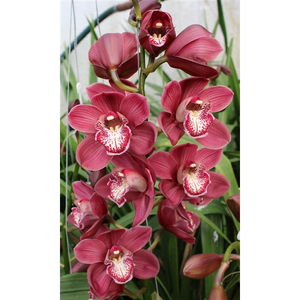 CYMB T VULCAN (59254-76522) - FloraXchange