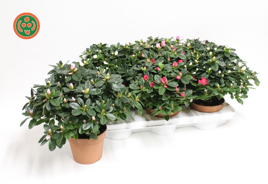 Azalea P14 'Mathis' V kleurtonend (AI14VMA) - FloraXchange