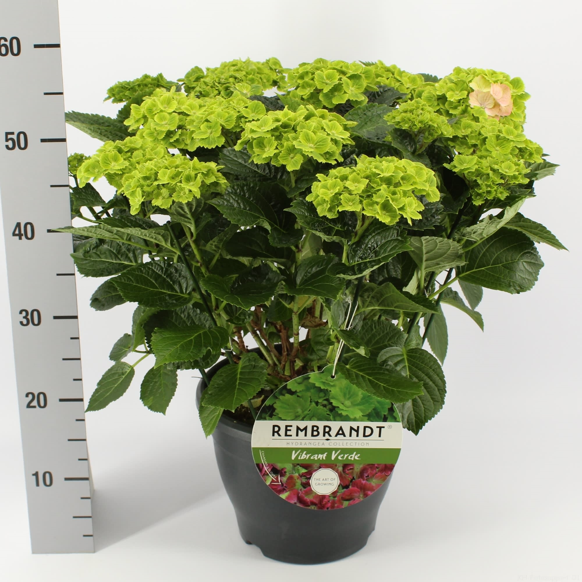 Hydrangea Rembrandt Vibrant Verde (Hortensia) (23VibrantVerd ...