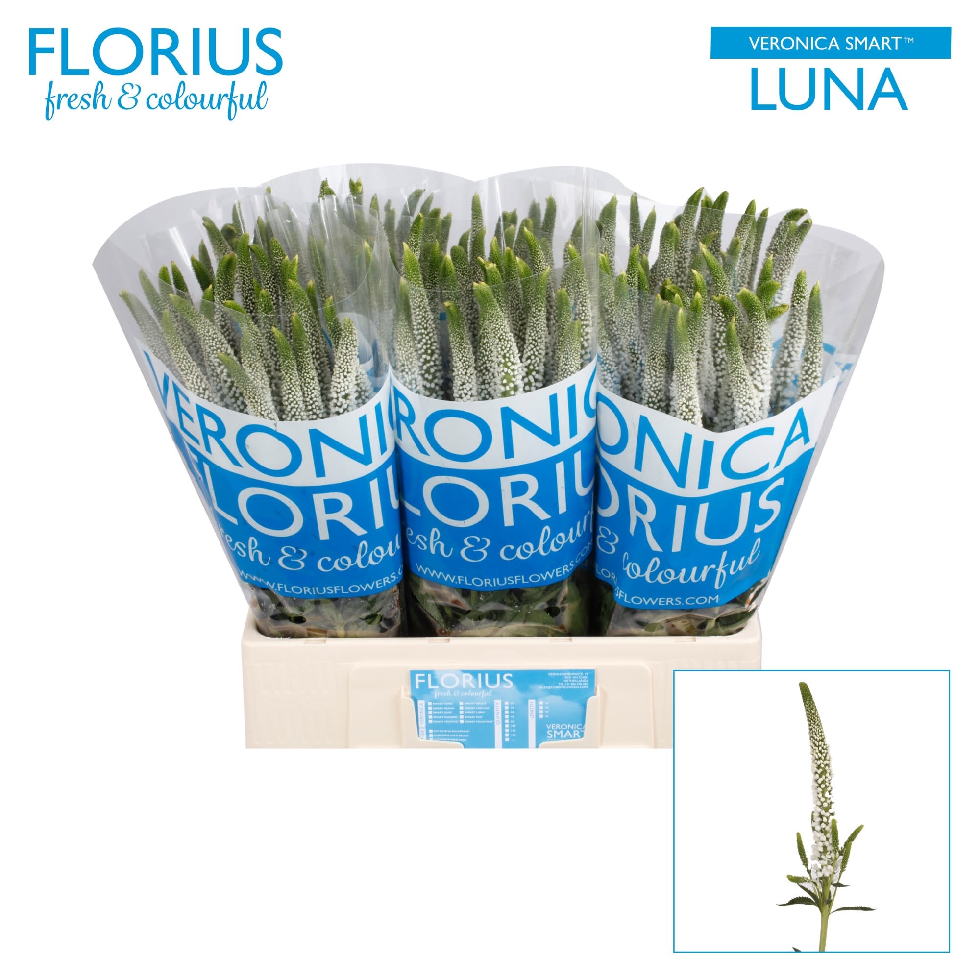 Veronica Smart Luna BT (VS29LUN60BT) - FloraXchange