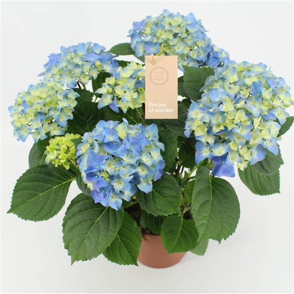 Hydrangea mac. Hi River Blue 5+ Flowers (RIVERBL5) - FloraXchange