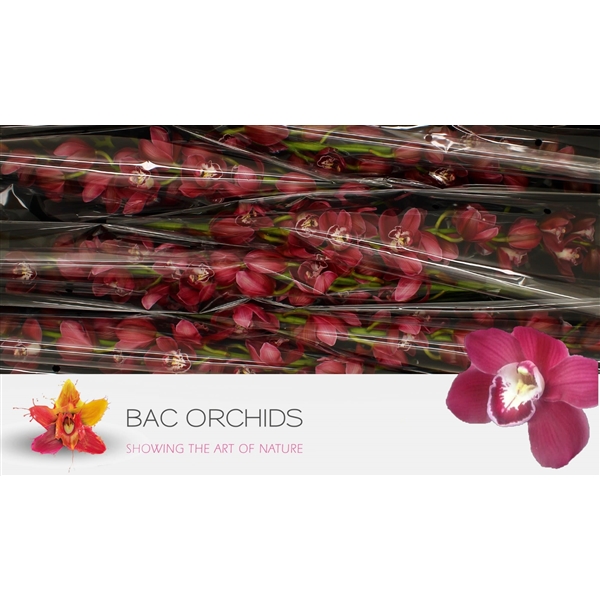 CYMB T R KER MERLOT (59704-77103) - FloraXchange