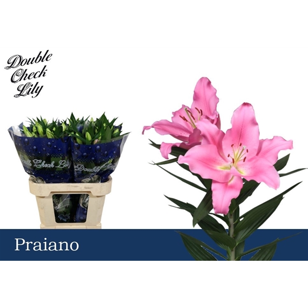 LI OR Praiano 2+ (PRA25A) - FloraXchange