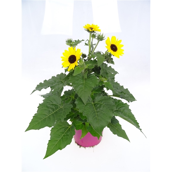 Helianthus Sunblast (06170803) - FloraXchange