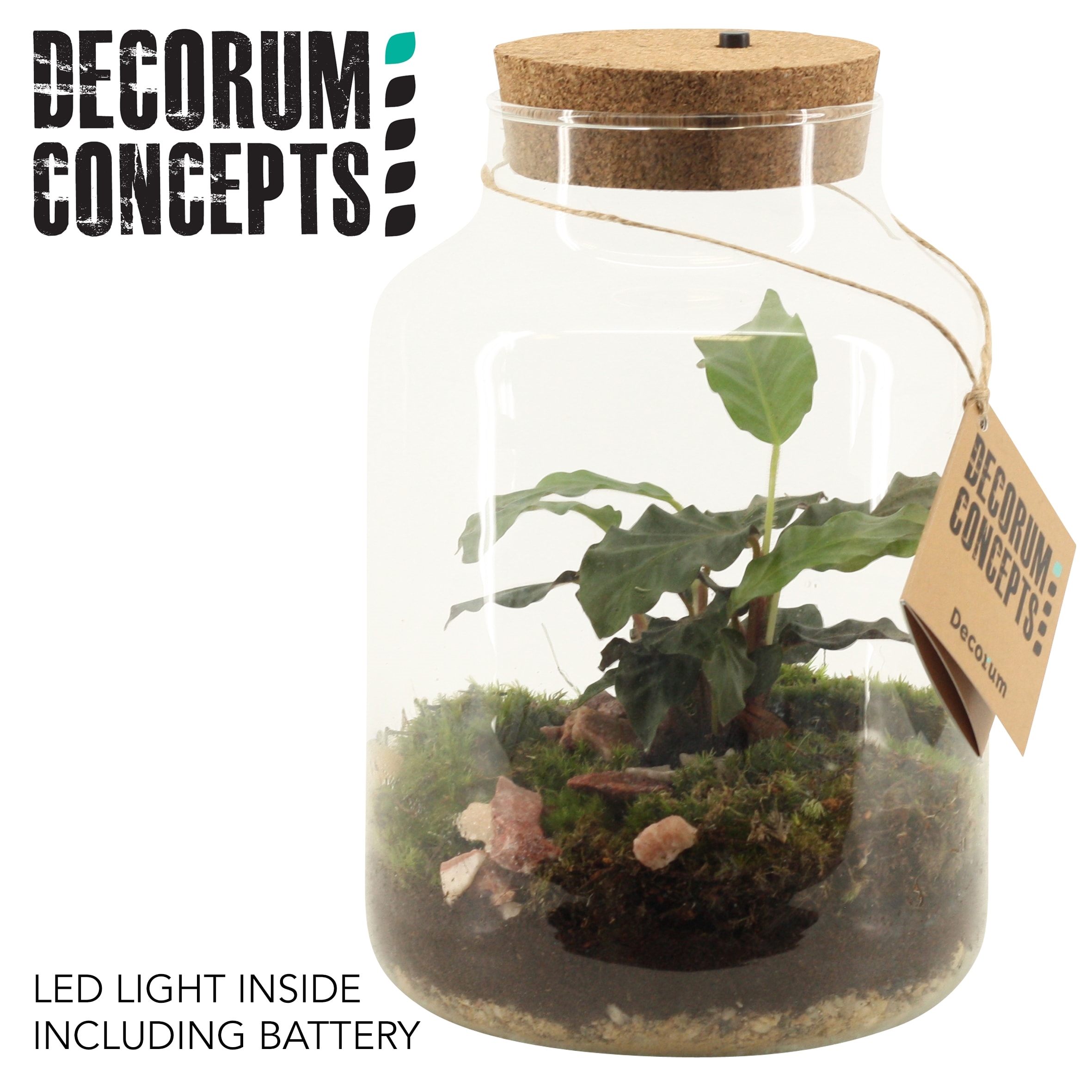 Terrarium Jupiter (Decorum Concepts) (GCJM) - FloraXchange