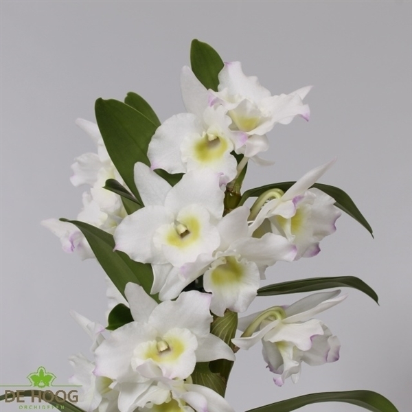 Dendrobium Nobile Apollon Midi 1 stam 6+ tros (9 cm) Florallure ...