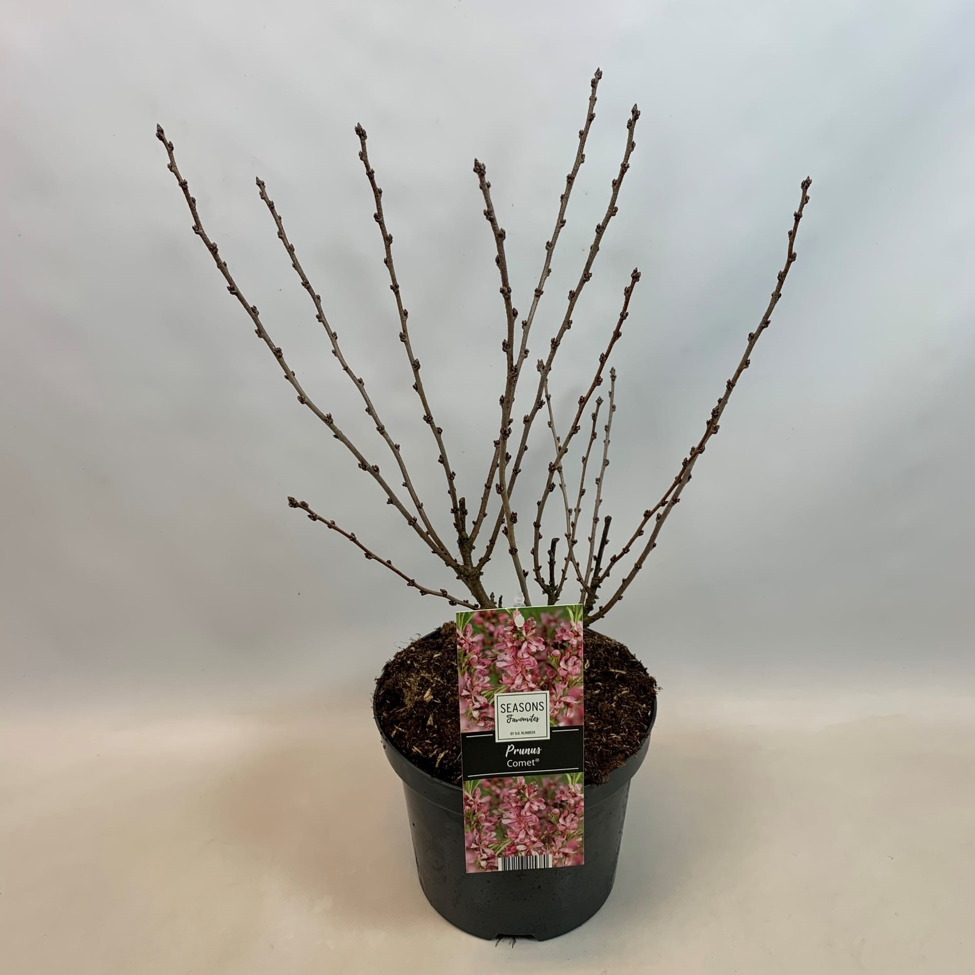 Prunus Comet® in 19cm pot (COMET®) - FloraXchange